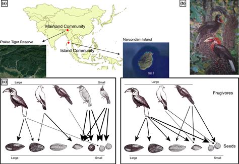 Schematic Illustrating Mainland And Island Plant And Seed Dispersal Download Scientific Diagram