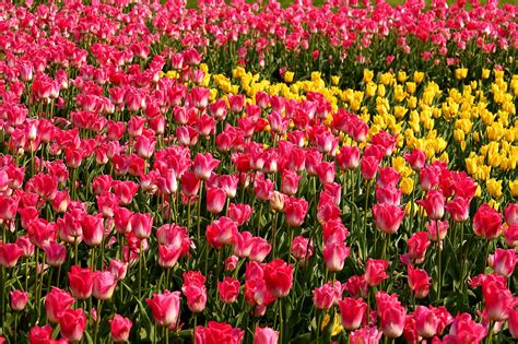 Hintergrundbilder Tulpen Blumen Rosa Gelb Blumenbeet 2295x1530
