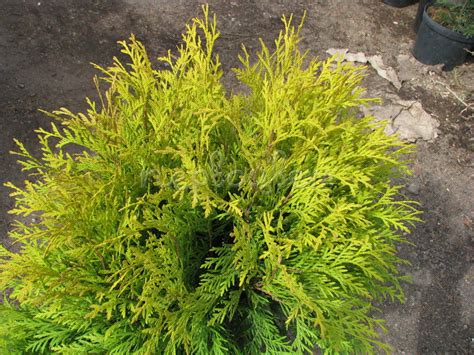 Туя западная Глобоза Ауреа: купить саженцы Thuja occidentalis Globosa ...