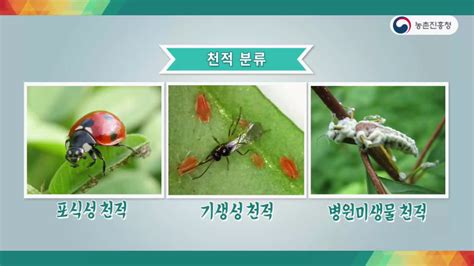 천적곤충 천적농법을 이용한 해충방제 네이버 블로그