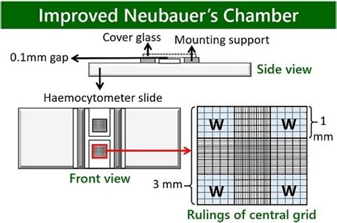 How To Count Cells With The Neubauer Counting Chamber 48 Off