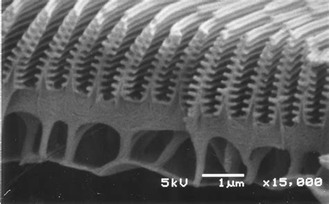 Butterfly Under Electron Microscope