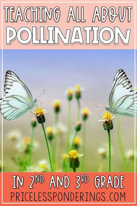 Hands On Pollination Activities For Elementary Science Priceless