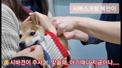 시바스크림 시바견엄살 시바견성장 시바견키우기 Youtube