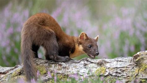 Rare And Endangered Pine Marten Caught On Camera In Studland Swanage News