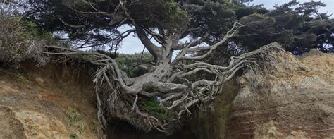 Three Capabilities For Stewardship The Ecosystem Guild