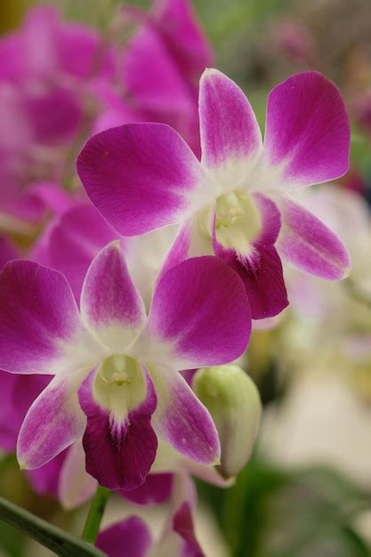 Fotos Epifitas 300 Fotos De Arquivo Grátis De Alta Qualidade