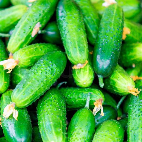 Fresh Green Cucumber Cucumber Background Colourbox