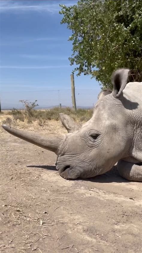 Northern White Rhino Conservation Status