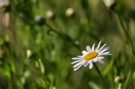 꽃 하얀색 노란색 Pixabay의 무료 사진 Pixabay