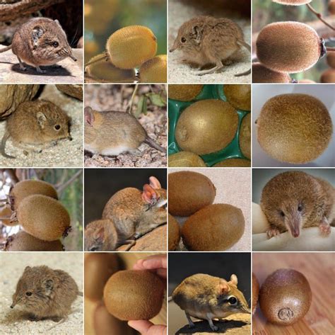 Животные похожие на еду Пикабу