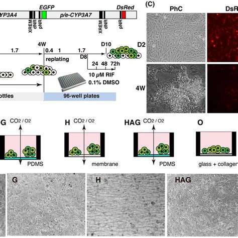 Effect Of Cell Culture Plate Type On Cell Proliferation And Colony