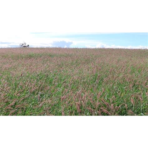 Semente Capim Bufel Aridus 8 Kg Shopee Brasil