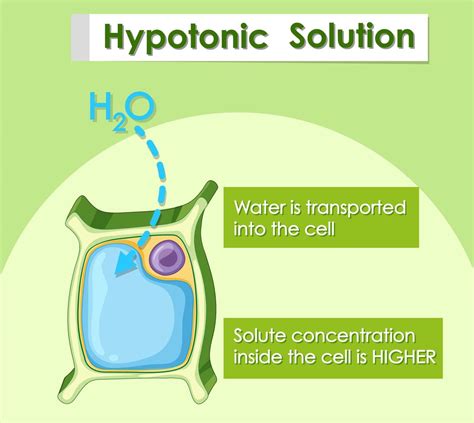Hypotonic Solution Diagram