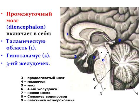 Средний мозг Промежуточный мозг презентация онлайн