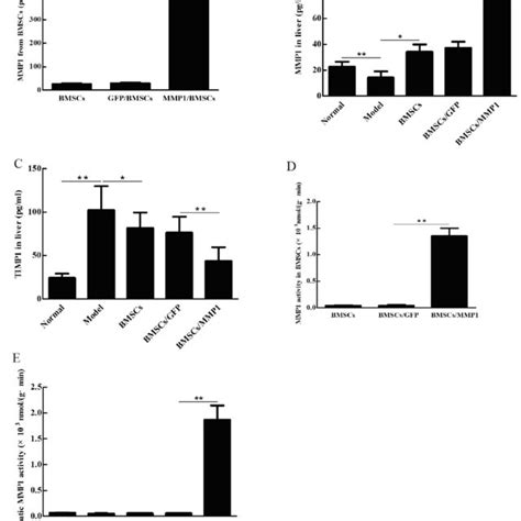 Expression Of Matrix Metalloproteinase 1 Mmp1 And Tissue Inhibitor Of