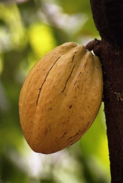 КАКАО ИЛИ ШОКОЛАДНОЕ ДЕРЕВО (Theobroma cacao)