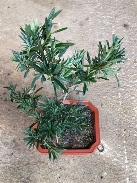 S Shaped Podocarpus Bonsailuo Han Song Bonsai Furniture And Home Living