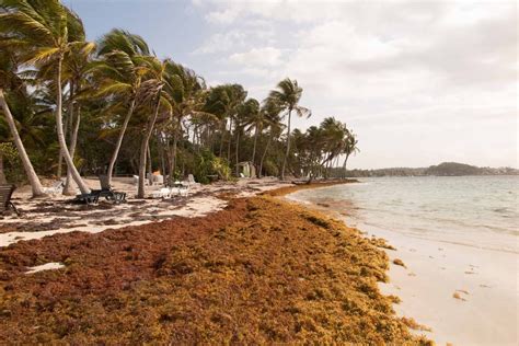 Sargassum Worries Tourism Address Issue At Expo Vacaciones Ctn