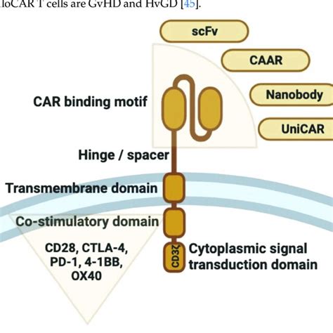 Schematic Representation Of The Structure Of The Chimeric Antigen Download Scientific Diagram