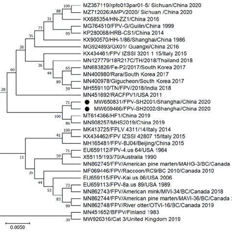 Phylogenetic Analyses Of Whole Genome Sequences From The Isolated Fpv
