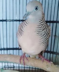 15 Cara Membuat Suara Perkutut Besar AMPUH GAN MAJALAH LOVEBIRD