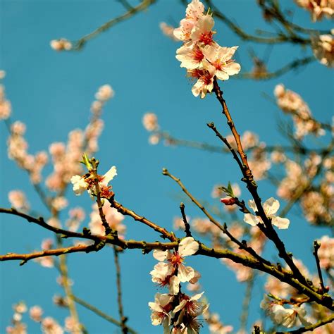 Peach Flowers Spring Ipad Air Wallpapers Free Download