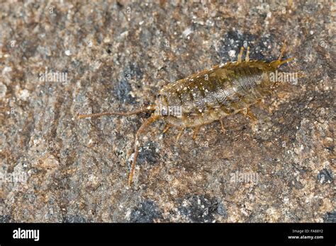 Common Sea Slater Sea Roach Littoral Woodlouse Meeres Klippenassel
