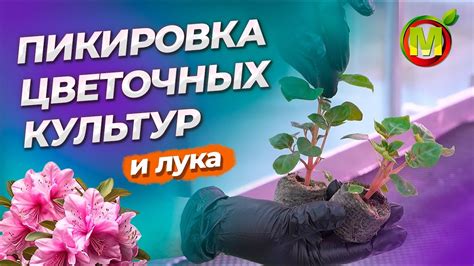 ПИКИРОВКА ЦВЕТОЧНЫХ КУЛЬТУР и ПИКИРОВКА ЛУКА - YouTube