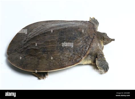 Common Softshell Turtle Or Asiatic Softshell Turtle Amyda Cartilaginea