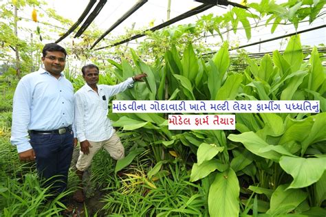 યુવાનોએ સાથે મળીને માંડવીના ગોદાવાડી ખાતે મલ્ટી લેયર ફાર્મીગ પધ્ધતિનું મોડેલ ફાર્મ તૈયાર કર્યું