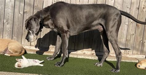 Teeny Puppy Griffin Meets Eeyore The Great Dane Rarepuppers