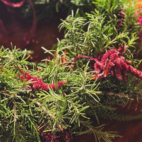 송당나무 가드너 플라워팜 Flowerfarm Gardener 올해 크리스마스리스 는 로즈마리리스 입니다 그냥 올핸 그러고 싶었어요 육지서는 꿈도 못꿀 그런