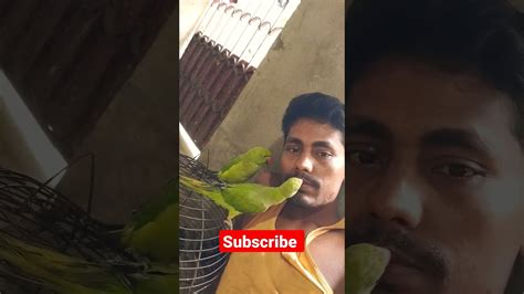 Kya Chij Ho Tum Khud Tumhen Maloom Nahin Hai Parrotshorts Shorts