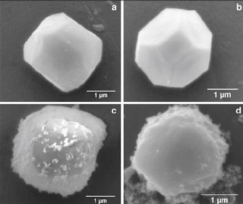 Scanning Electron Micrographs Showing The Morphological Evolution Of A