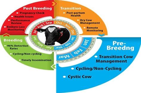 Cystic Ovarian Disease In Cattle