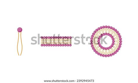 Liposome Bilayer Structure Phospholipid Hydrophilic Head Stock Vector