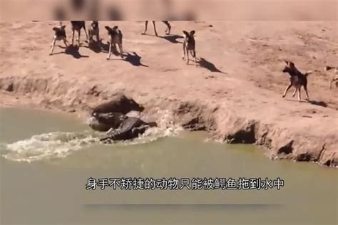 鳄鱼水边偷袭羚羊，不料羚羊使出“轻功”，鳄鱼：抓了个寂寞啊鳄鱼羚羊偷袭