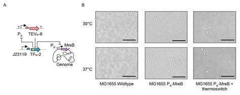 Figure S6 Application Of The Cold Inducible Switch On Bacterial Download Scientific Diagram