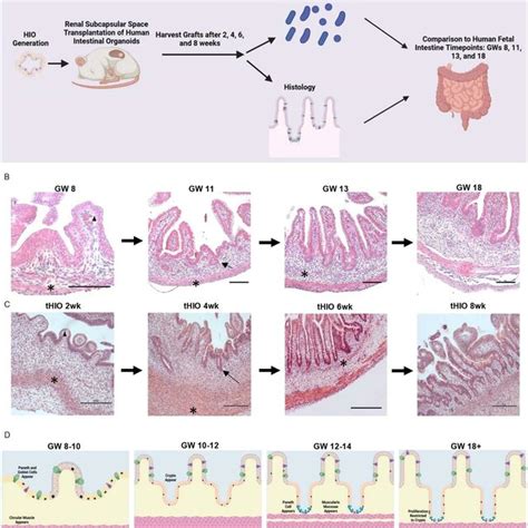 Fig S2 Over Time Crypt Cells Mki67 Cells Become Restricted To The