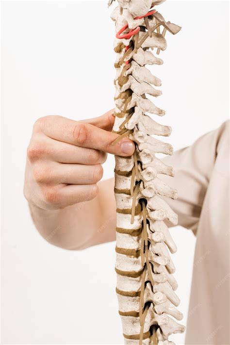 Coluna Vertebral Ou Modelo De Espinha Dorsal Com Ossos Músculos