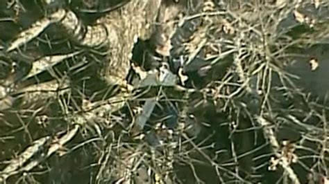 Woman Climbs Tree To Prevent It From Being Cut Down NBC News