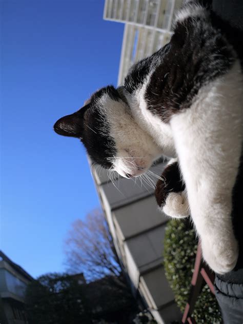 毎日が猫曜日猫写は私のビタミン剤 モゾモゾしながら