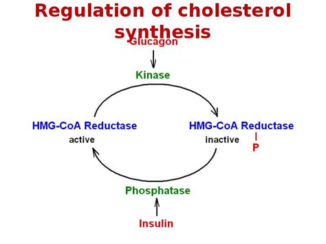 Lipid Metabolism Part 2 презентация доклад проект скачать