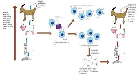 Production Of Polyclonal Antibodies Download Scientific Diagram
