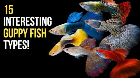 15 Guppy Fish Types You Must Know