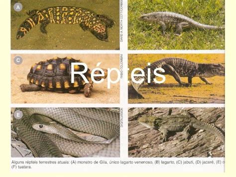 Répteis