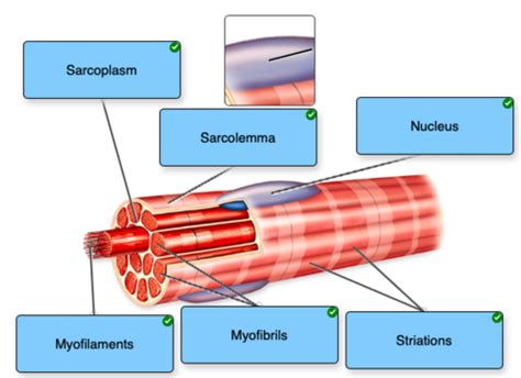 Exam Flashcards Quizlet