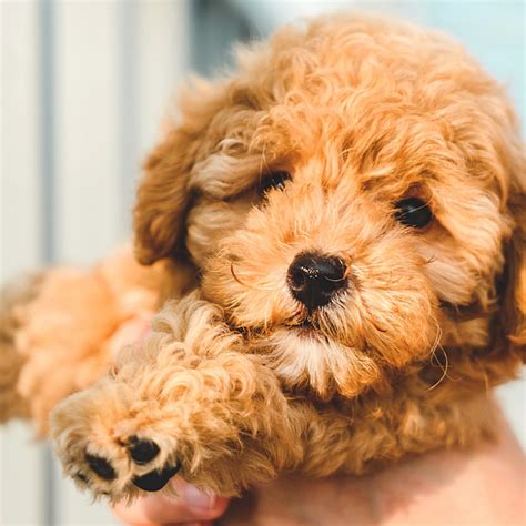 5 Breeding Safety Tips For Toy Poodle Breeders Poodle Me Up