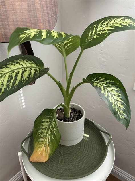 Diffenbachia Leaves Turning Yellow Rplantclinic